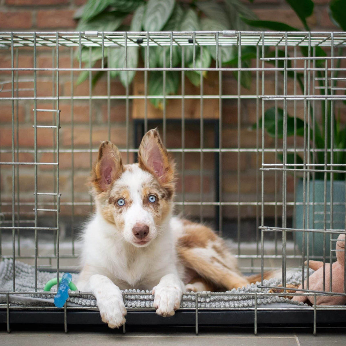 Crate Training a Dog - The Benefits of a Dog Crate